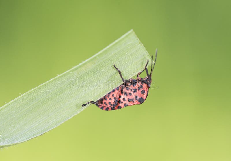 Graphosoma Lineatum, Red & Black Striped Stink Bug Stock Photo - Image ...