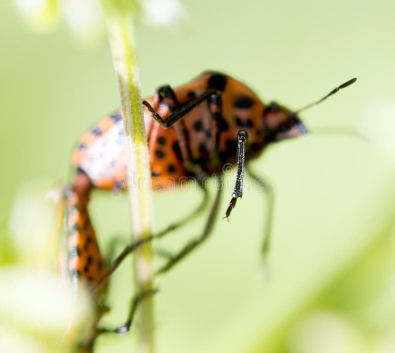 Graphosoma Lineatum - Black and Red Striped Bug Sits on a Plant Stock ...