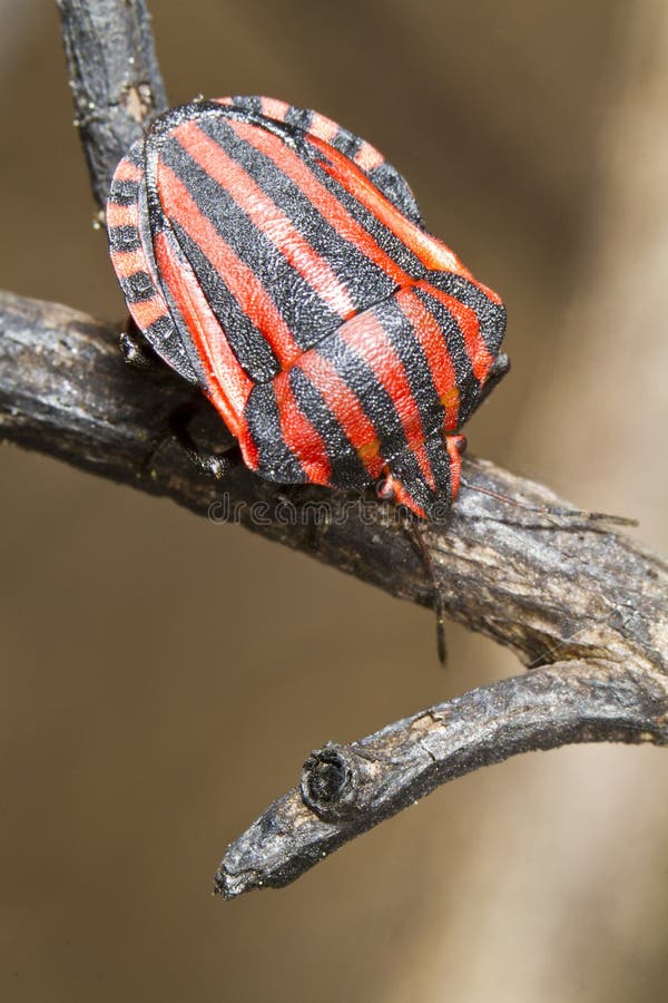 Graphosoma lineatum bug stock image. Image of lineatum - 105943705