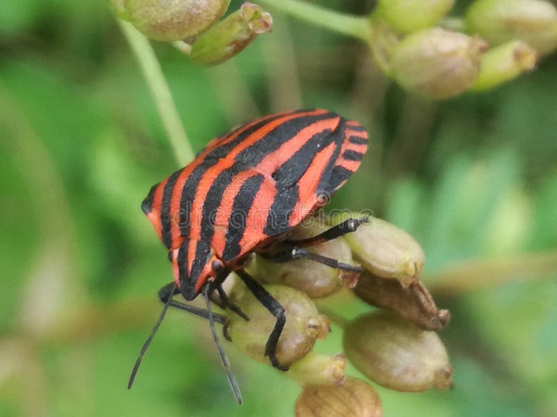 Graphosoma Lineatum stock image. Image of shield, pentatomid - 246669825