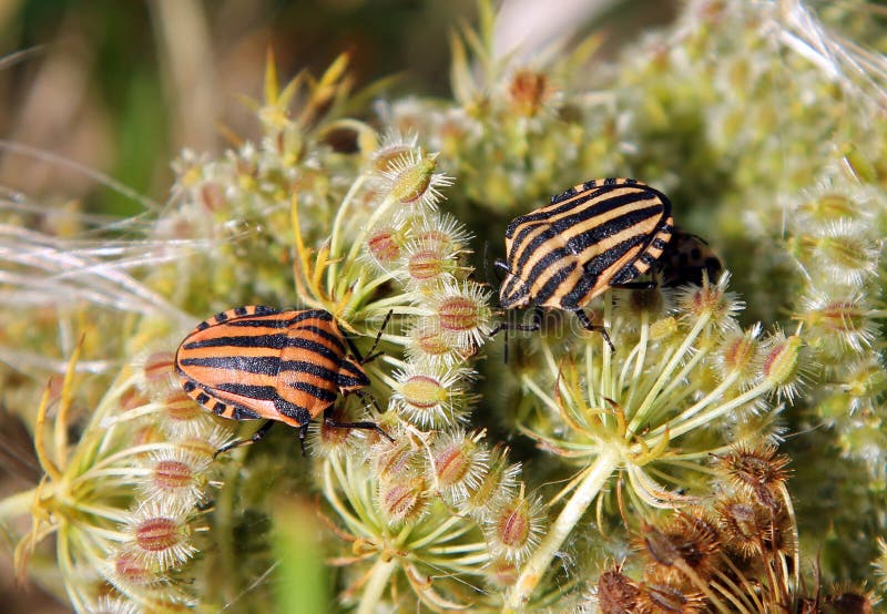 Graphosoma Lineatum or Italian Striped-Bug G. Italicum Stock Image ...