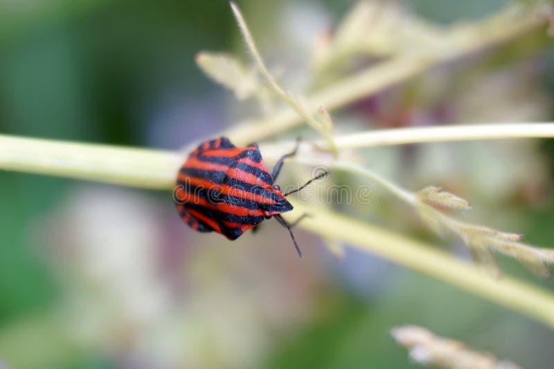 Graphosoma Lineatum in the Nature Stock Image - Image of heteroptera ...