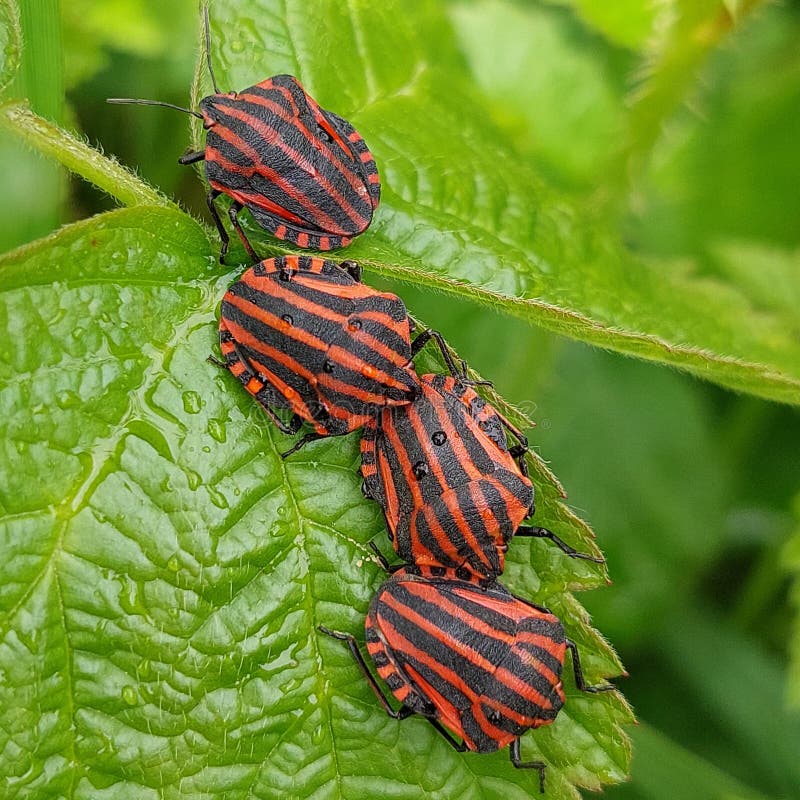 Graphosoma lineatum stock image. Image of plant, striped - 267473925