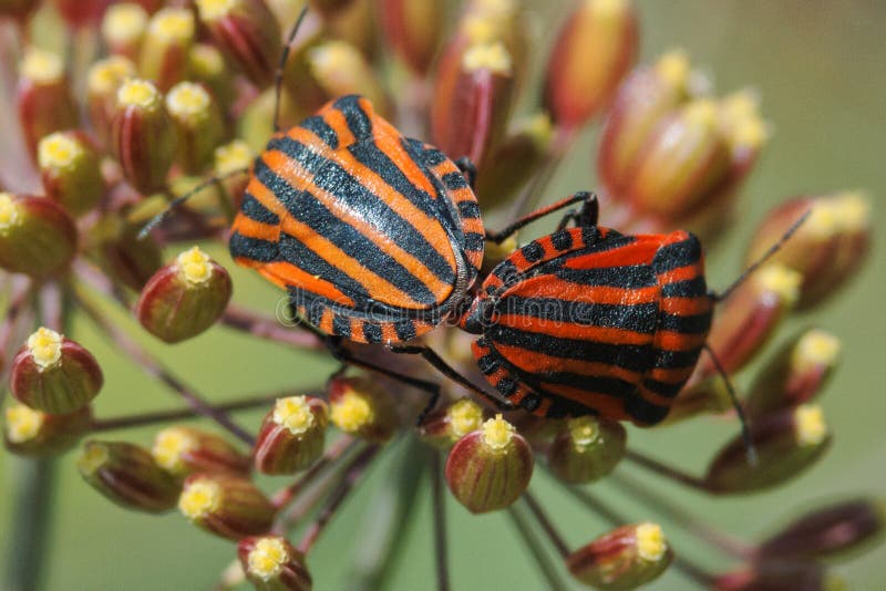 Graphosoma Lineatum on Plants in the Summer Garden Stock Photo - Image ...