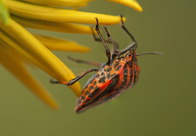 Graphosoma lineatum stock photo. Image of green, insect - 32564632