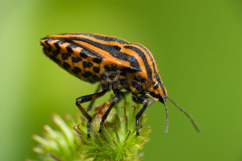 Graphosoma Lineatum, Red & Black Striped Stink Bug Stock Photo - Image ...