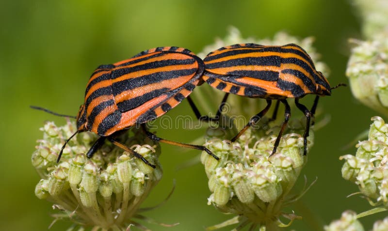 Graphosoma Lineatum, Red & Black Striped Stink Bug Stock Photo - Image ...