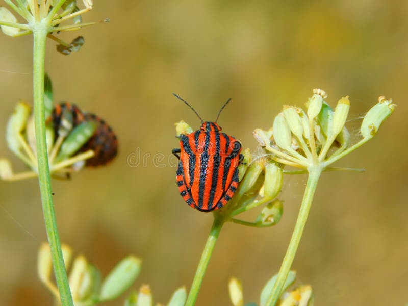 Graphosoma Lineatum, Red Insect with Black Stripes Stock Image - Image ...
