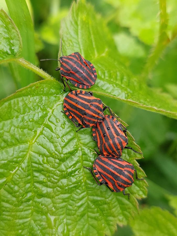Graphosoma lineatum stock image. Image of pentatomid - 257013357