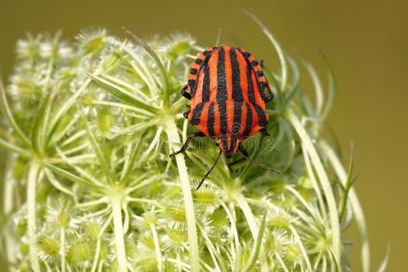 Graphosoma lineatum stock image. Image of hemiptera, entomology - 76078661