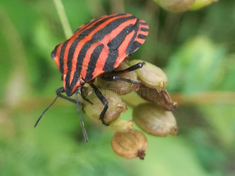 Graphosoma Lineatum stock photo. Image of shield, insect - 246669824