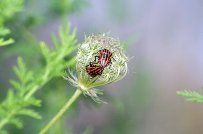 Strip Bugs (Graphosoma Lineatum) Stock Photo - Image of beauty, close ...