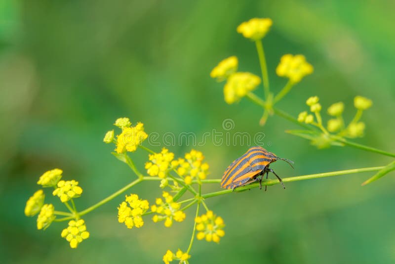 Stinkbug and flower stock photo. Image of stink, animals - 191364582