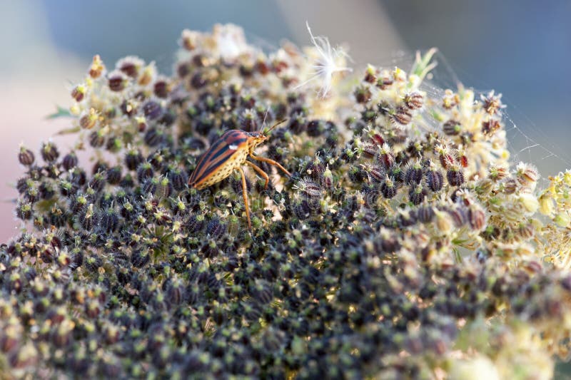 A Species of True Bug Living in the Mediterranean Region. Stock Photo ...