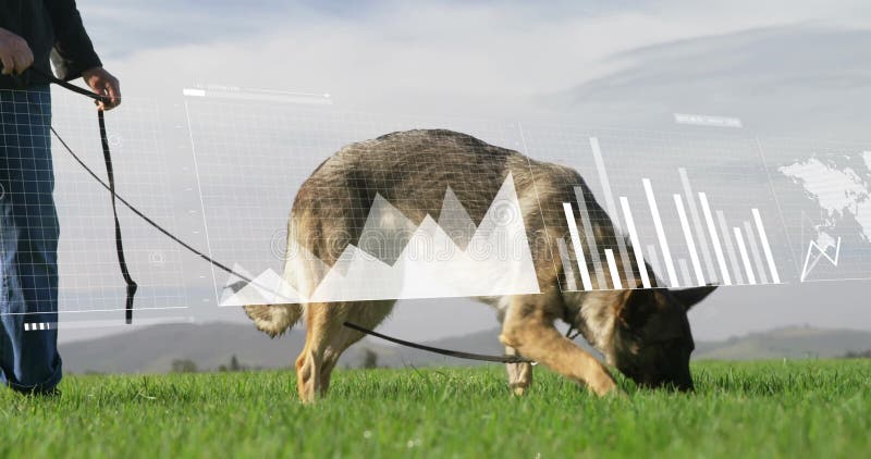 Graphs and Data Analysis Animation Over Dog on Leash Sniffing Grass ...