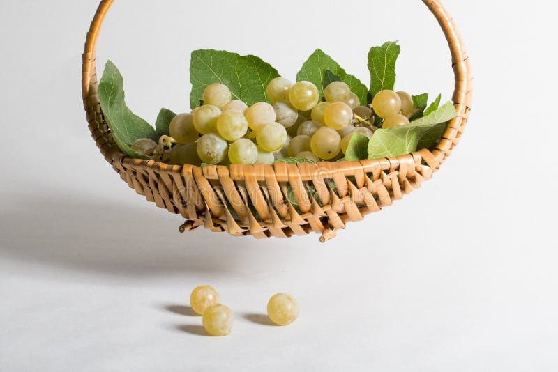 Grappe for harvest stock photo. Image of fruits, package - 58523966
