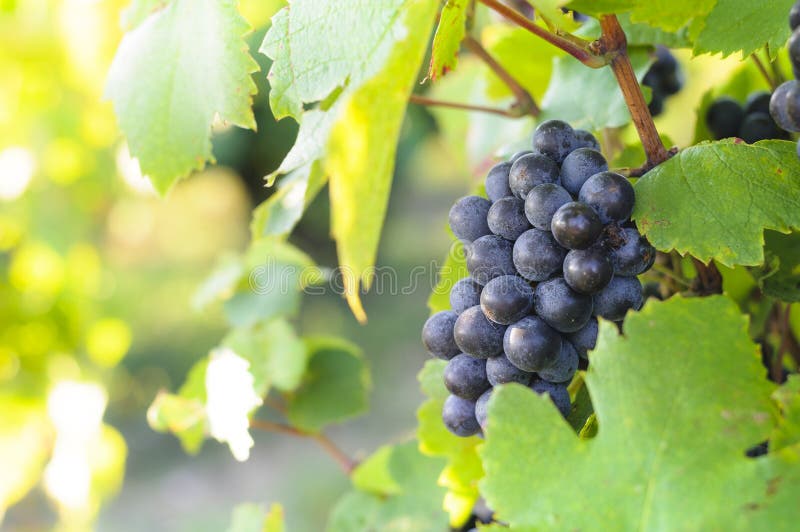 Grappe for red wine stock image. Image of beverage, grape - 64059989
