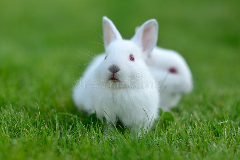Grappig Baby Wit Konijn in Gras Stock Afbeelding - Image of zuigeling ...