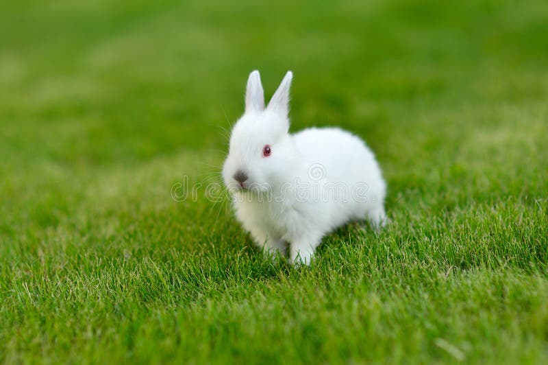 Grappig Baby Wit Konijn in Gras Stock Foto - Image of charme, verward ...