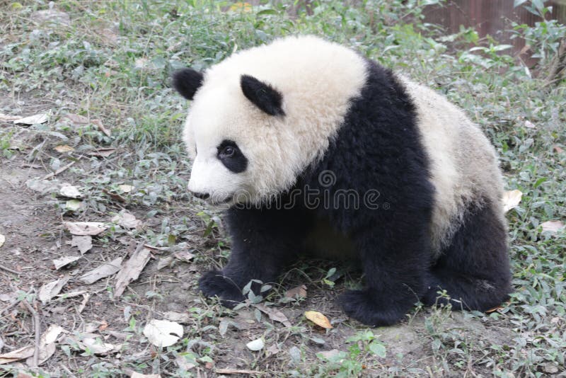 Grappig Panda Cub, Chengdu Panda Base, China Stock Foto - Image of welp ...