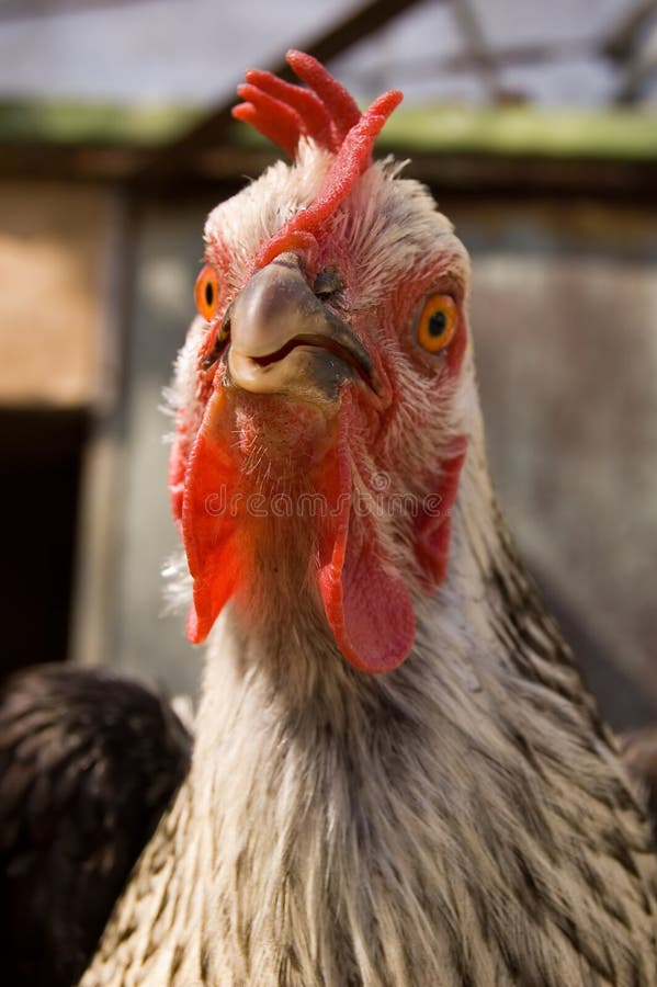 Grappig Portret Van Een Kip Stock Afbeelding - Image of binnenlands ...