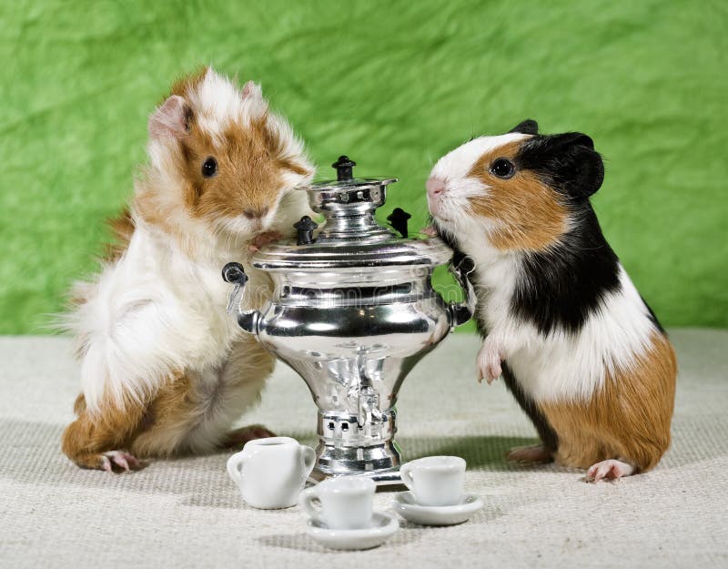 Grappig varken stock afbeelding. Image of guinee, thee - 12801875