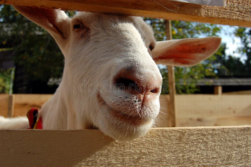 De Grappige Witte Geit, Sluit Omhoog Stock Afbeelding - Image of ...