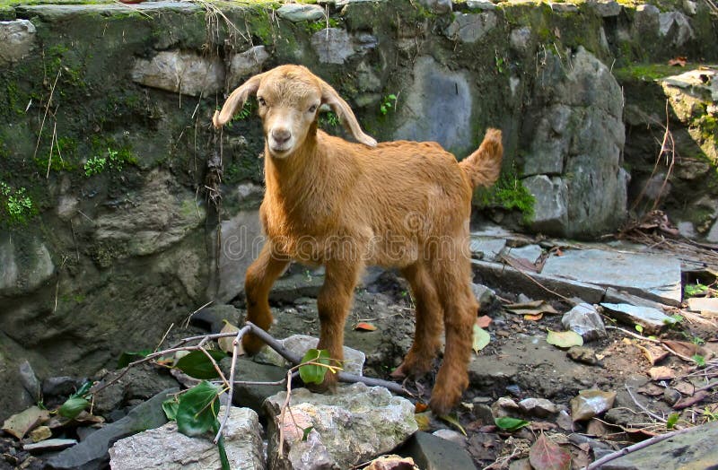 Grappige baby Angora geit stock afbeelding. Image of dier - 49162689