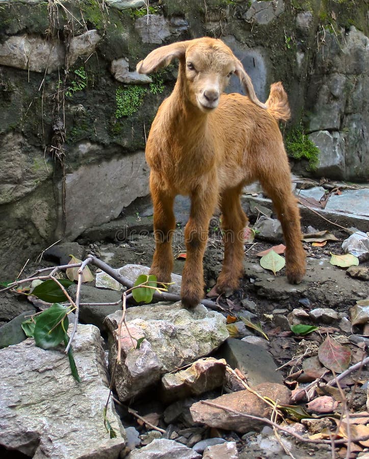 Grappige baby Angora geit stock afbeelding. Image of dier - 49162689