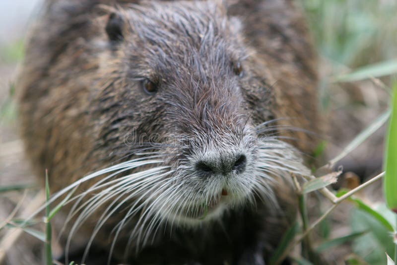 Grappige bever stock foto. Image of dier, beverrat, snor - 832450
