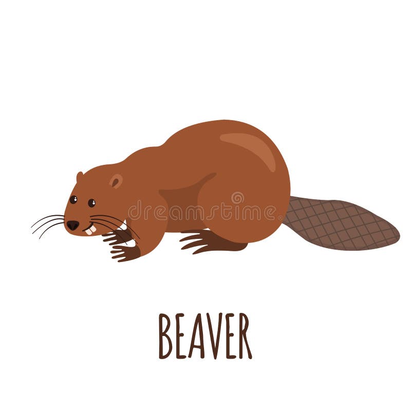 Grappige Bever in Vlakke Stijl Vector Illustratie - Illustration of ...