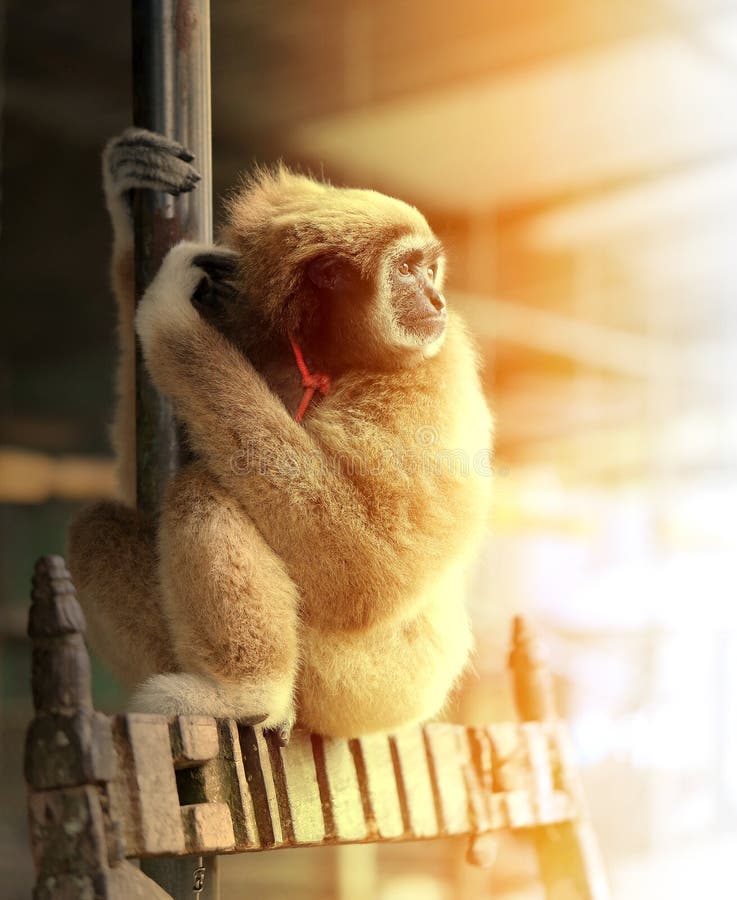 Grappige Dwergaap Op De Boomstam Op De Wazige Achtergrond Stock ...