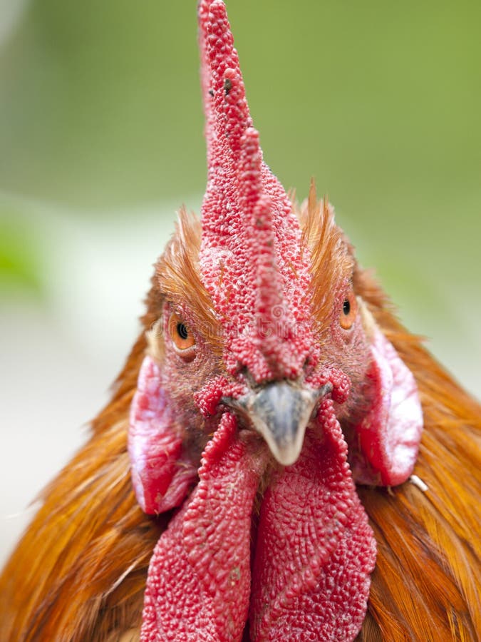 Rhode Island Red haan stock foto. Image of haan, gevogelte - 14768378