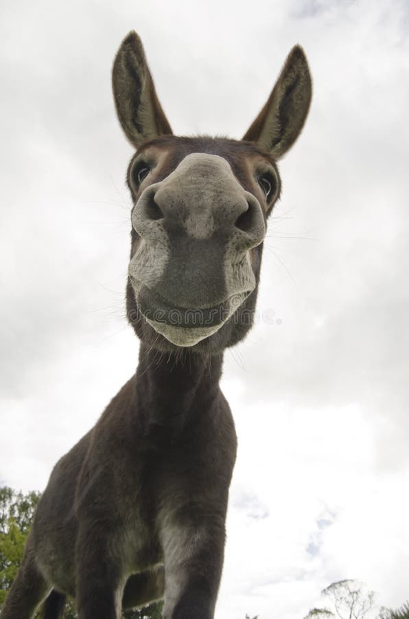 Ezel stock afbeelding. Image of hilarisch, glimlachen - 12140899