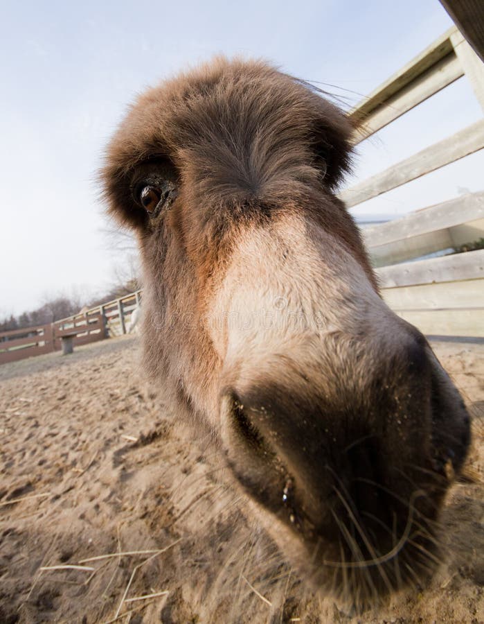 Grappige Ezel stock foto. Afbeelding bestaande uit neus - 27791868