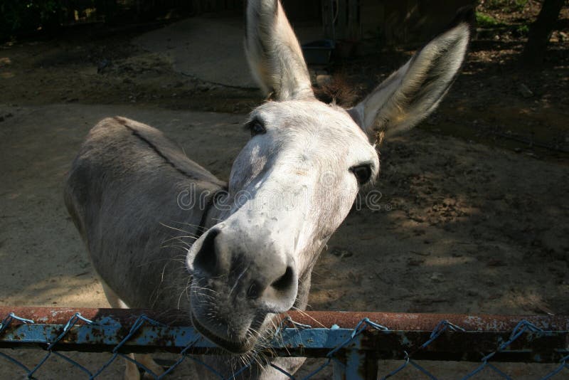 Grappige Ezel stock foto. Image of ezel, beet, bijten - 3151256