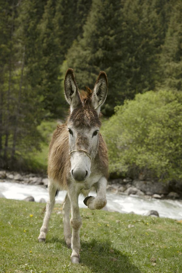 Grappige Ezel Dichtbij Rivier in Tien Shan Stock Afbeelding - Image of ...