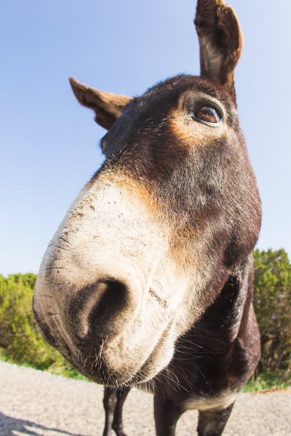 Grappige Ezel Die De Camera Bekijken Stock Afbeelding - Image of ...