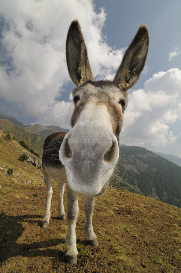 Grappige Ezel, Equus Africanusasinus Stock Foto - Image of hoofd ...