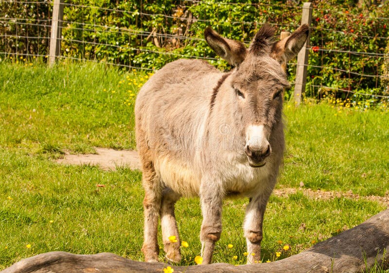 Grappige Ezel Op Een Gebied in Zonnige Dag Stock Afbeelding - Image of ...