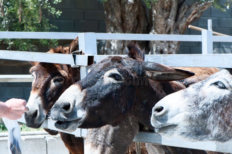 Grappige ezels stock foto. Image of paard, mooi, foel - 114622016