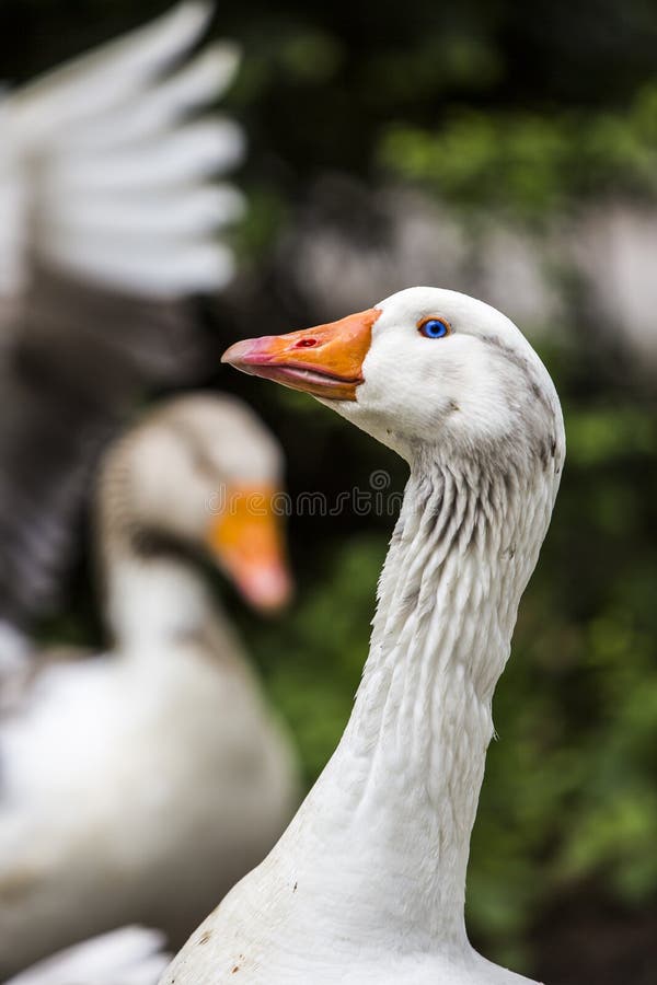 Grappige Gans stock afbeelding. Image of dier, niemand - 41101601