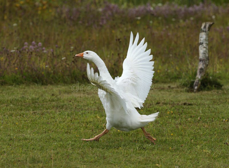 Witte Gans stock foto. Afbeelding bestaande uit gevogelte - 11494252