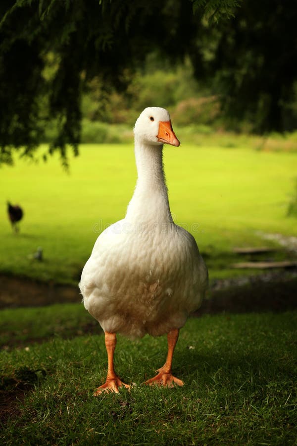 Witte Gans stock foto. Afbeelding bestaande uit gevogelte - 11494252