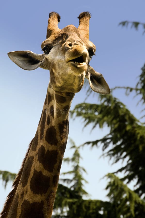 Grappige Giraf Met Zonnebril Stock Afbeelding - Image of enkelvoudig ...