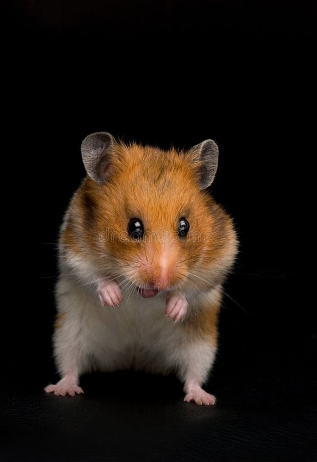 Grappige hamster stock afbeelding. Image of pluizig, intelligentie ...