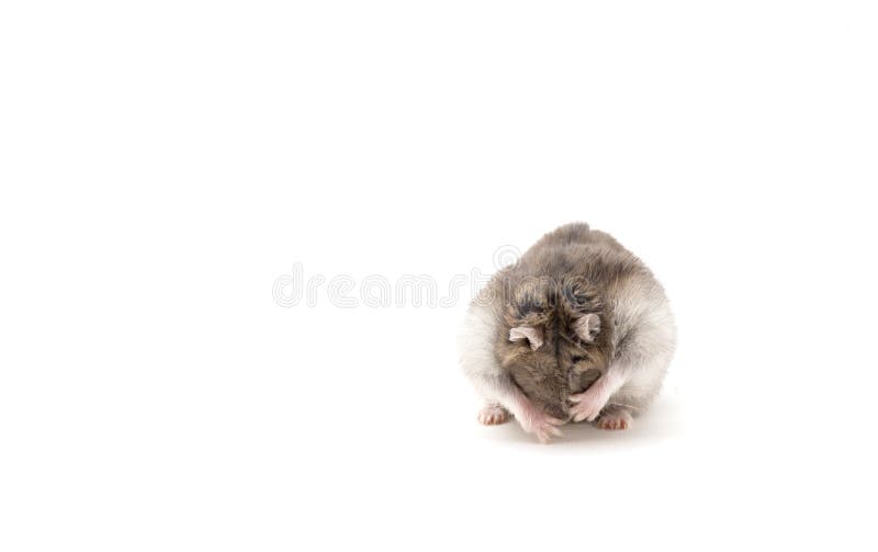 Grappige Hamster Op Geïsoleerd Wit Stock Foto - Image of harig ...