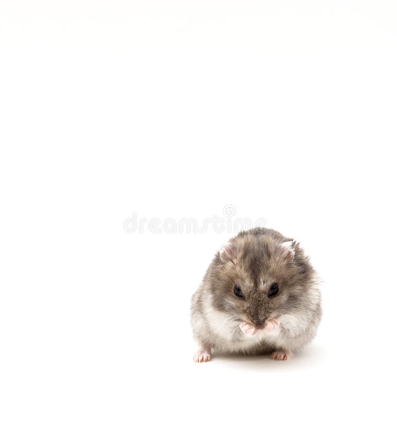 Grappige Hamster Op Geïsoleerd Wit Stock Foto - Image of grappig ...