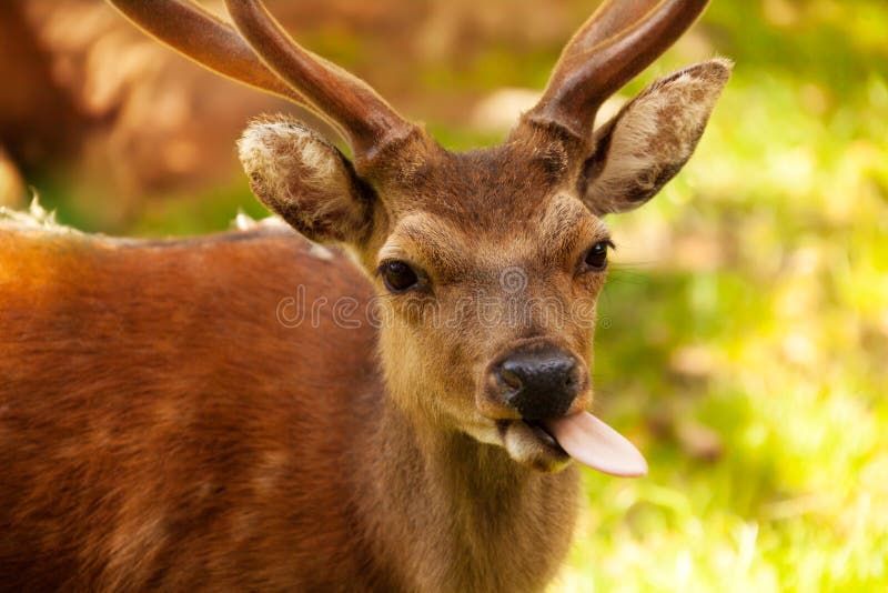 Herten en sneeuw stock foto. Image of kijk, leuk, nave - 1642096