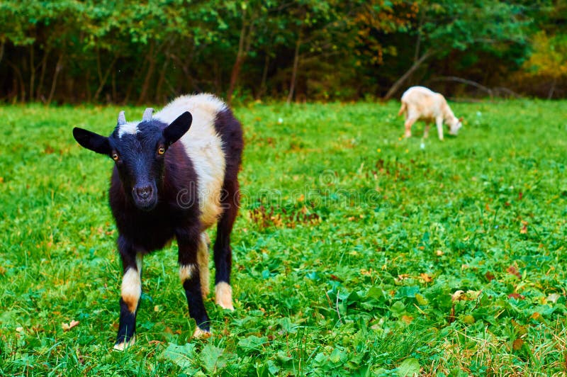 Geit En Een Koe Die Op Een Weide Die Van Het Land Weiden De Camera ...